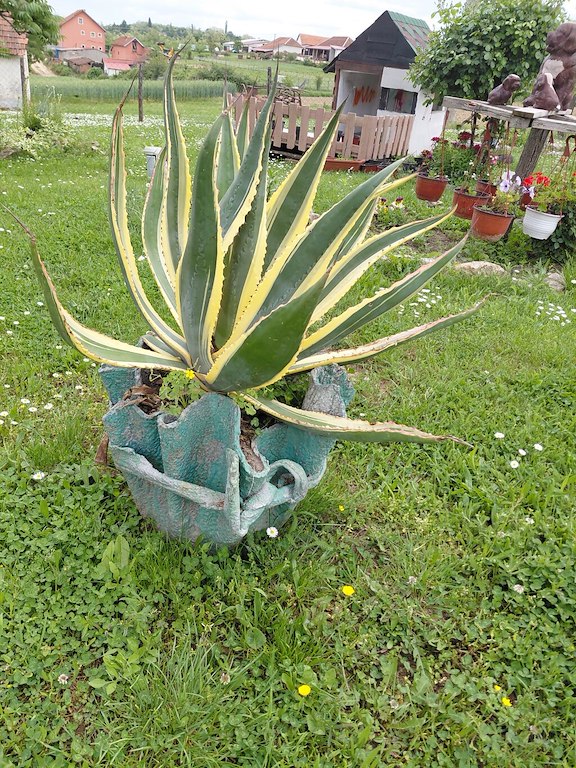 Velika ukrasna agava u saksiji - Vrsta: Agave americana variegata