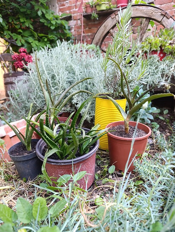 Aloe arborescens – LEKOVITA ALOJA Jedna od najlekovitijih vrsta