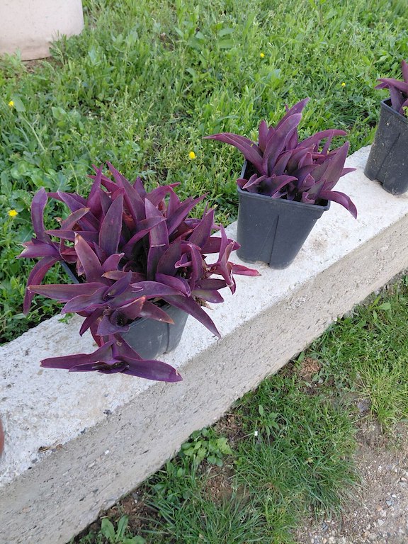 Tradeskancija purpurea (Purpurna trgovačka loza, Setkavica) – ukrasna