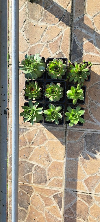 Sukulente – čuvarkuće (Sempervivum) u plastičnim saksijama - Rozete