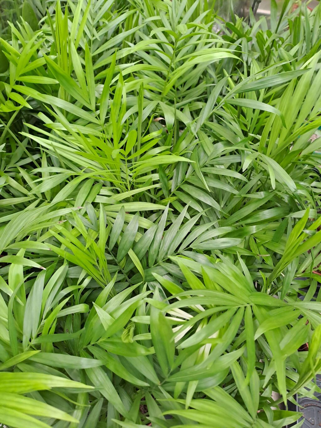 Palma Shamaedorea, velika biljka raskosnog rasta sa prve tri slike je