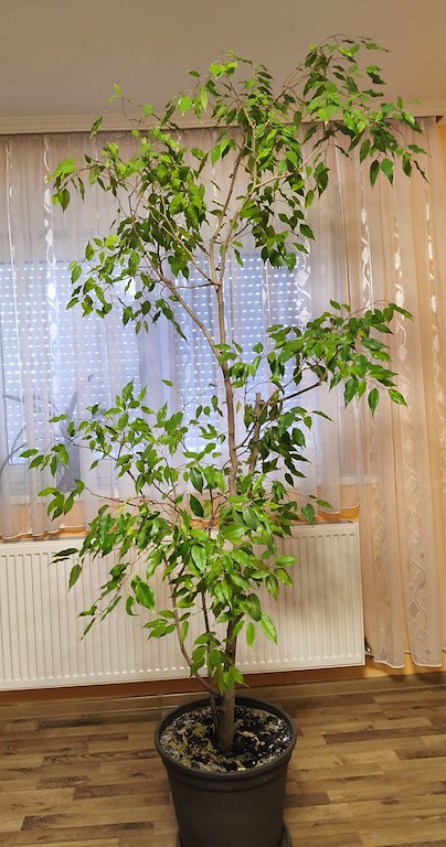 Veliki sobni fikus benjamin (Ficus benjamina) u saksiji. - Visina