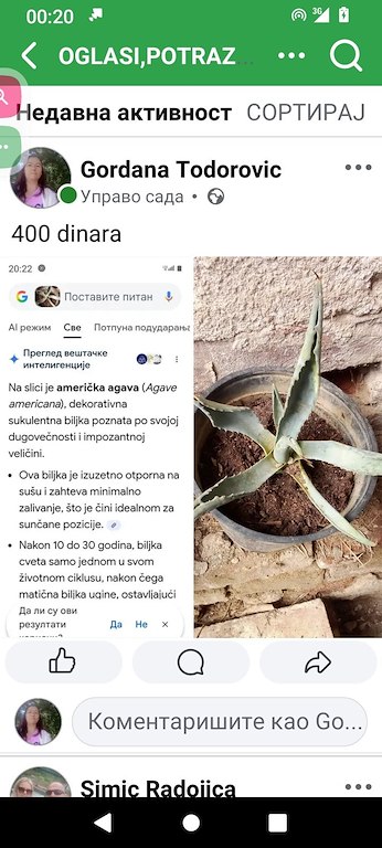 Američka agava (Agave americana) – dekorativna sukulentna biljka. -