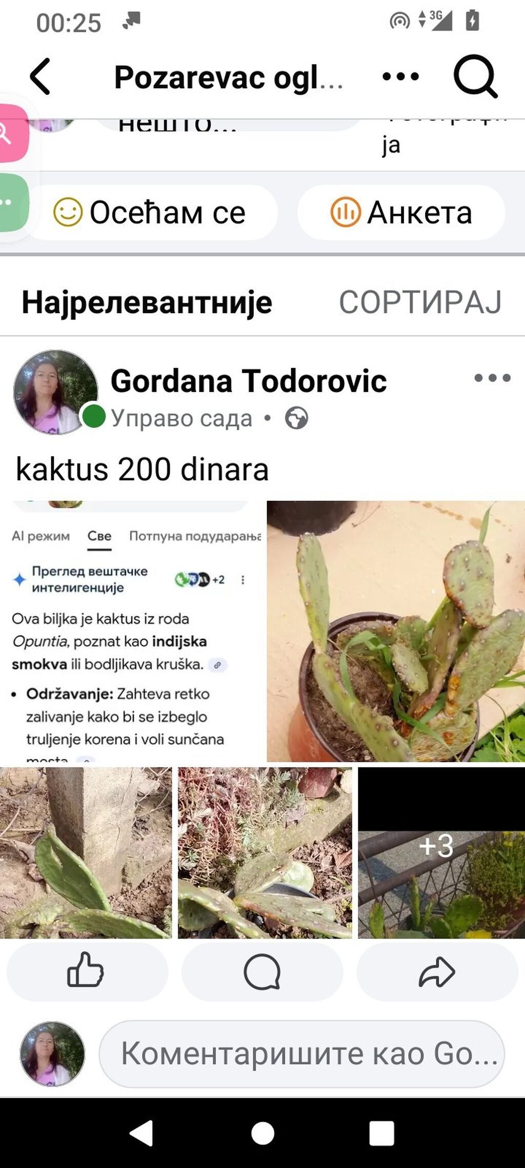 Kaktus iz roda Opuntia (indijska smokva/bodljikava kruška) - Vrsta