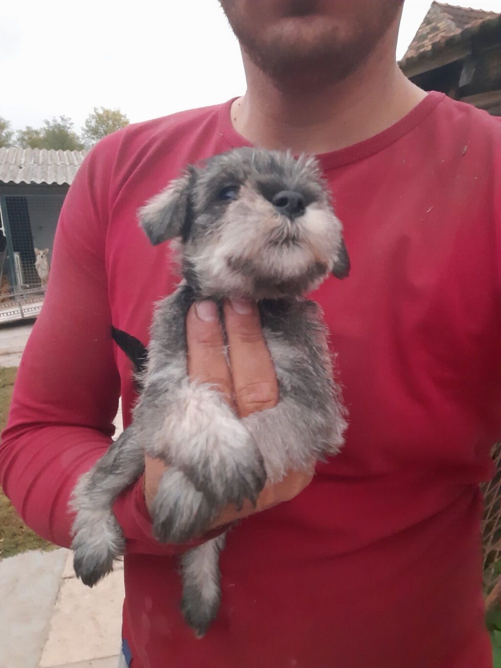 Patuljasti Snauceri Biber So . na raspolaganju su oba pola Moguce