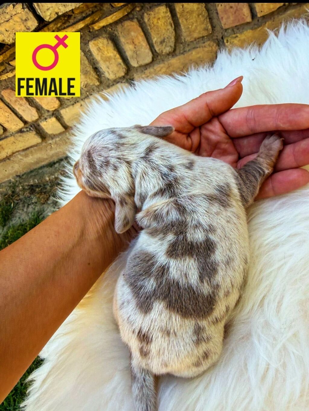 Egzotične   jaze malog rasta . Izuzetna genetika uvezena iz