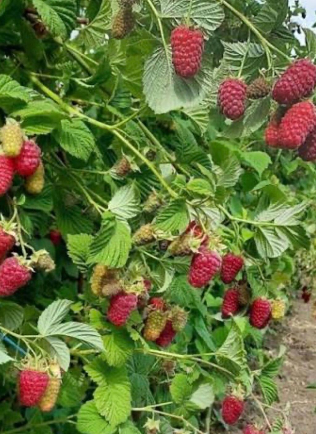 Potrebni radnici za branje malina u okolini Arilja. Stan i hrana