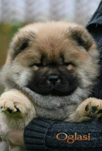 Chow Chow Čau Čau štenci