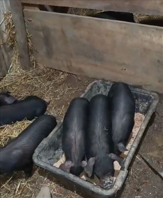 Umaticeni prasici moravke izuzetne genetike