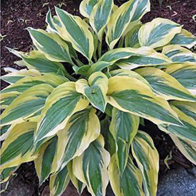 Hosta Bobcat