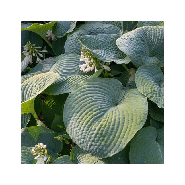 Hosta Elegans