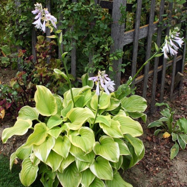 Hosta Frozen Margarita