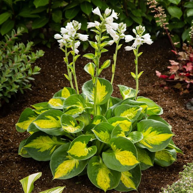 Hosta Sunset Grooves