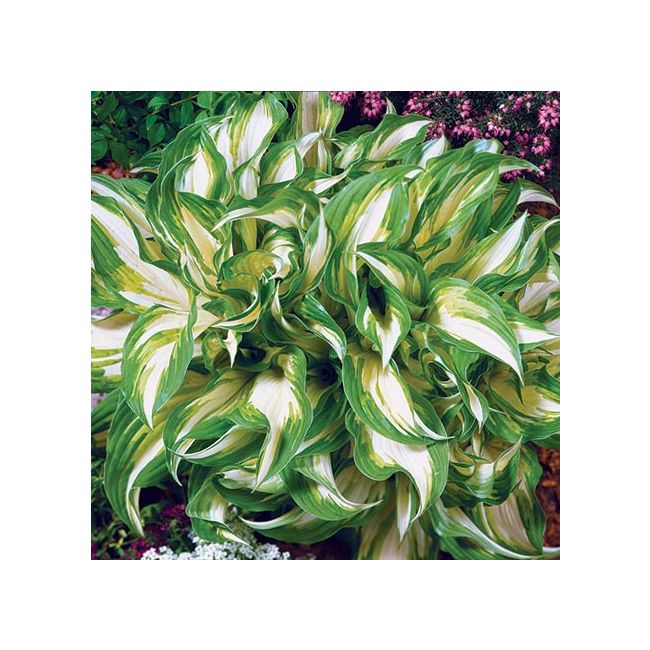 Hosta undulata 'Mediovariegata'