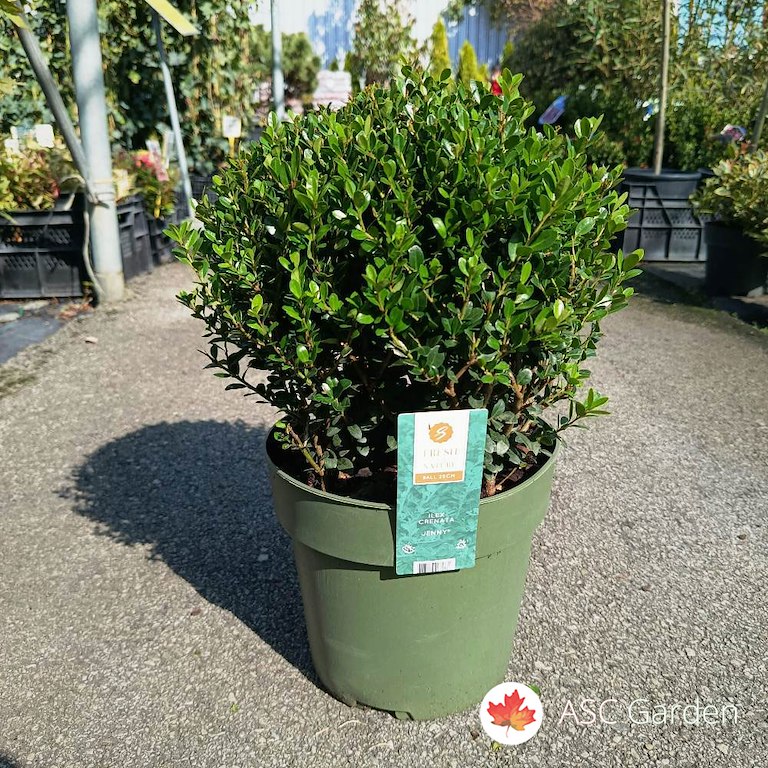 Ilex crenata ‘Jenny’ 20 cm