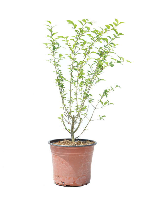 Kalina / Ligustrum