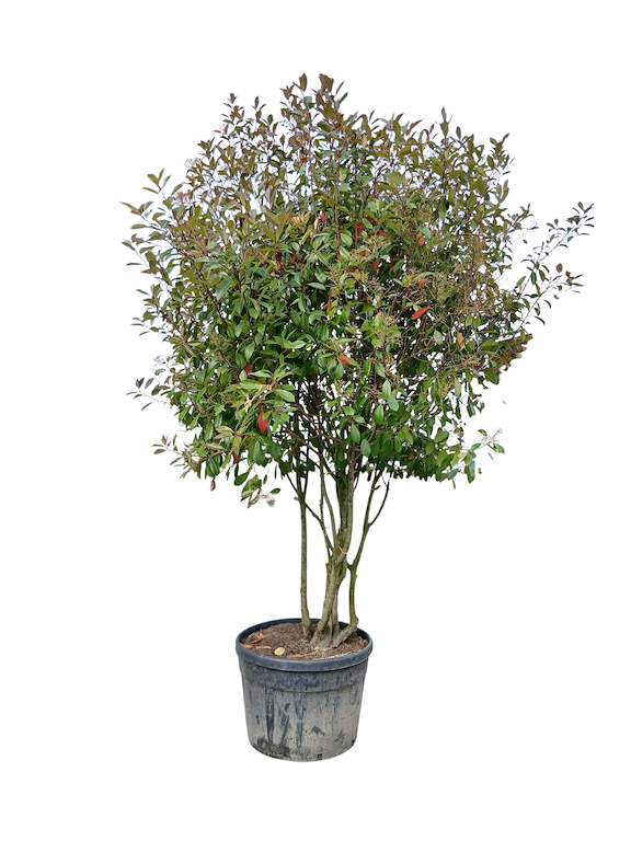 Fotinija multistem