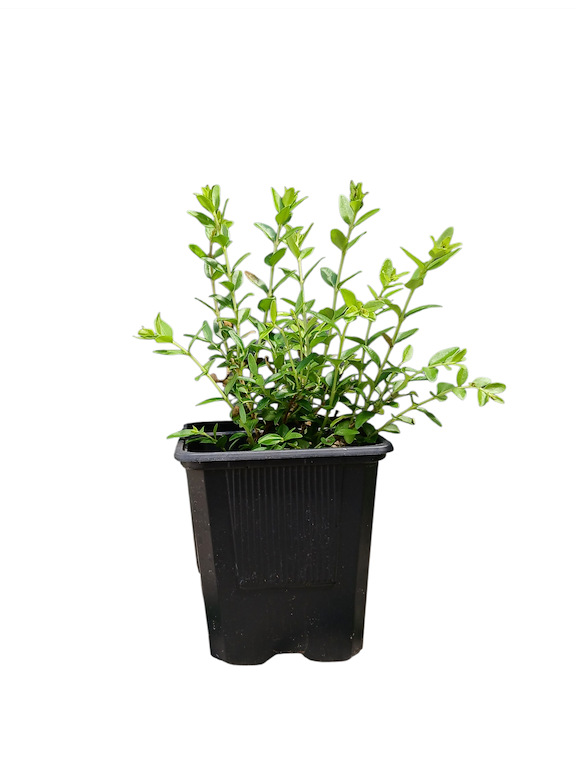 Lonicera