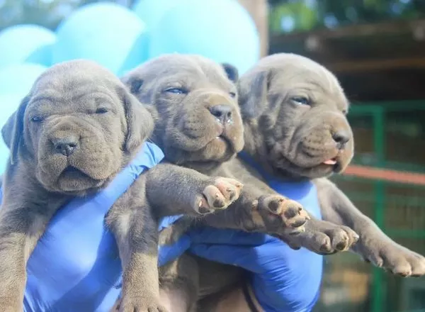 CANE CORSO ŠTENCI