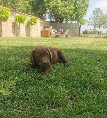 ČOKOLADNI LABRADOR