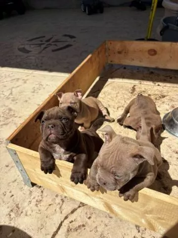 AMERICAN BULLY EXZOTIK-MIKRO ŠTENCI