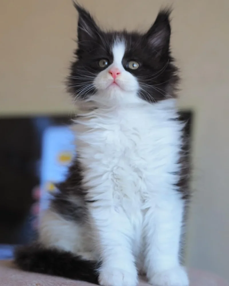 Privrženi mačići Maine Coon pasmine