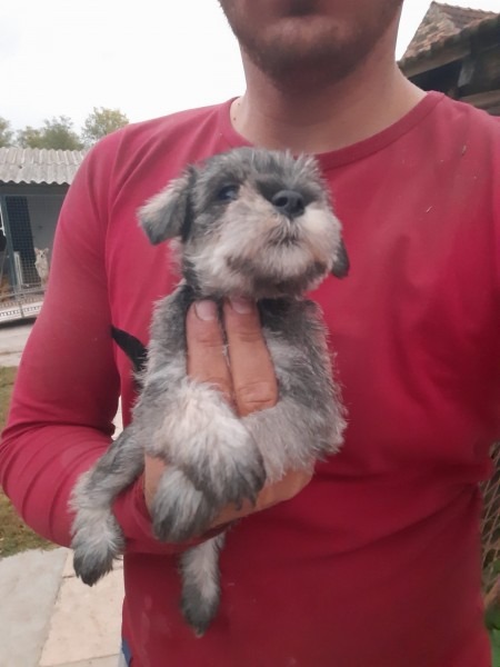 Patuljasti Snauceri Biber So