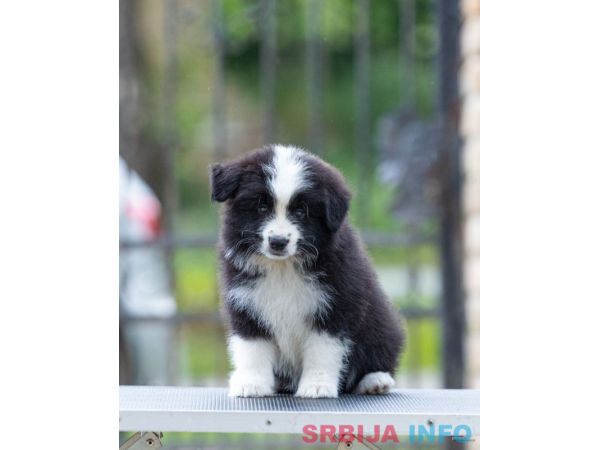 Border Koli prelepi štenci