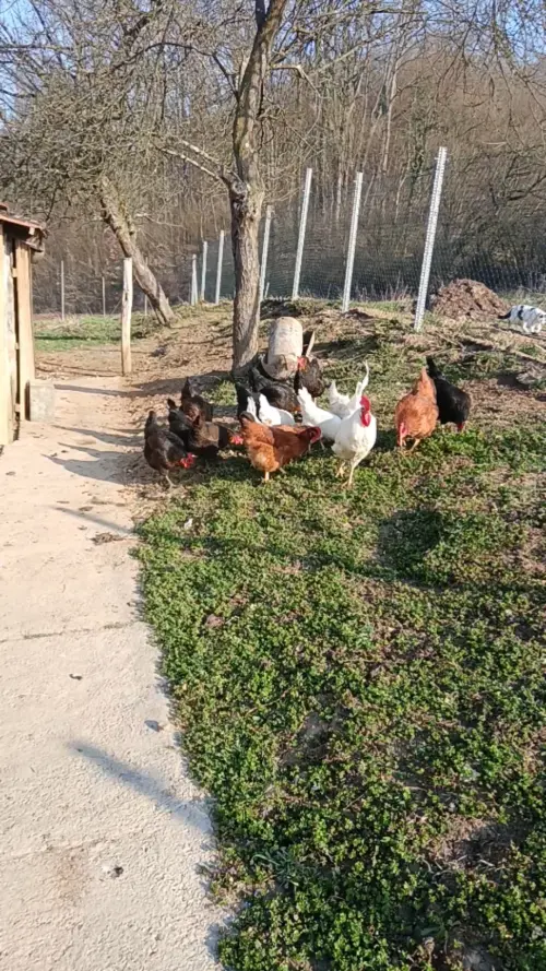 Domaća jaja iz slobodnog uzgoja