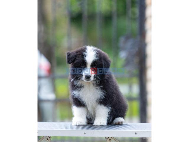 Border Collie Border Koli štenci