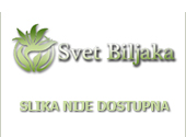 kesten pitomi 10 sem