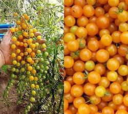 Paradajz Golden Currant (200 semenki)