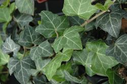 Bršljan - Hedera Baltica