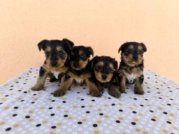 Štenci jorki terijera ❲ 250 eur ❳