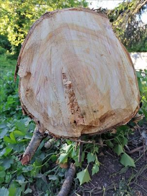 trupci-divlja trešnja - stablo i grane na prodaju