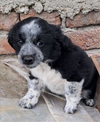 Ćuftice bèbice Ljubav na dar