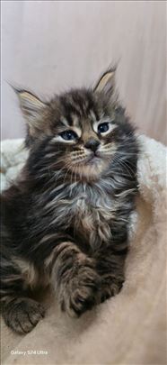 Maine Coon, Mejn kun