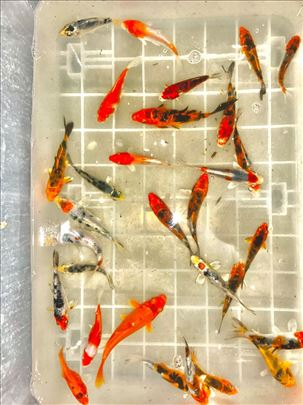 Koi saran