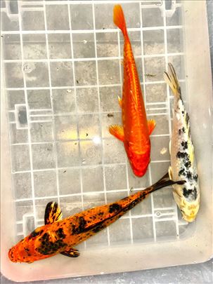 Koi saran