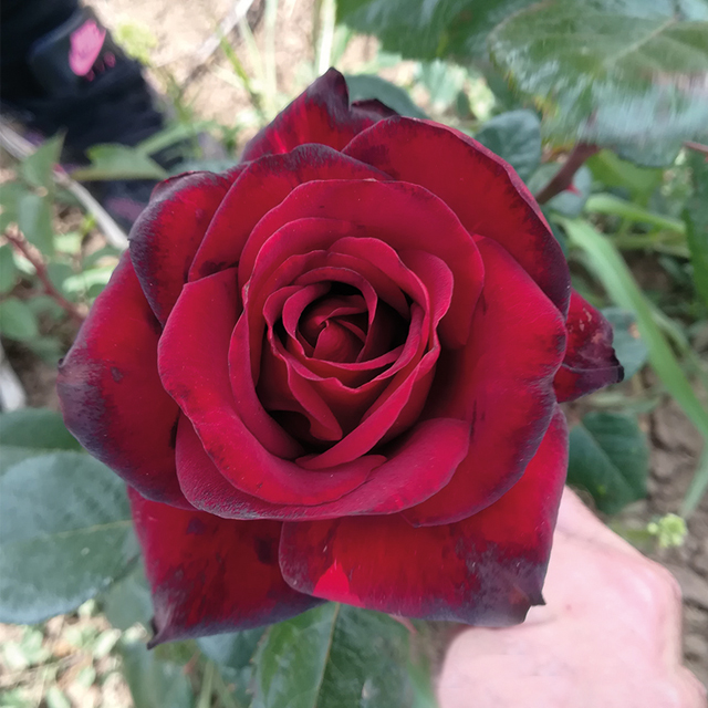 SAD.RUŽA ČAJEVKA SCHWARZE MADONNA, BORDO, FLORIS