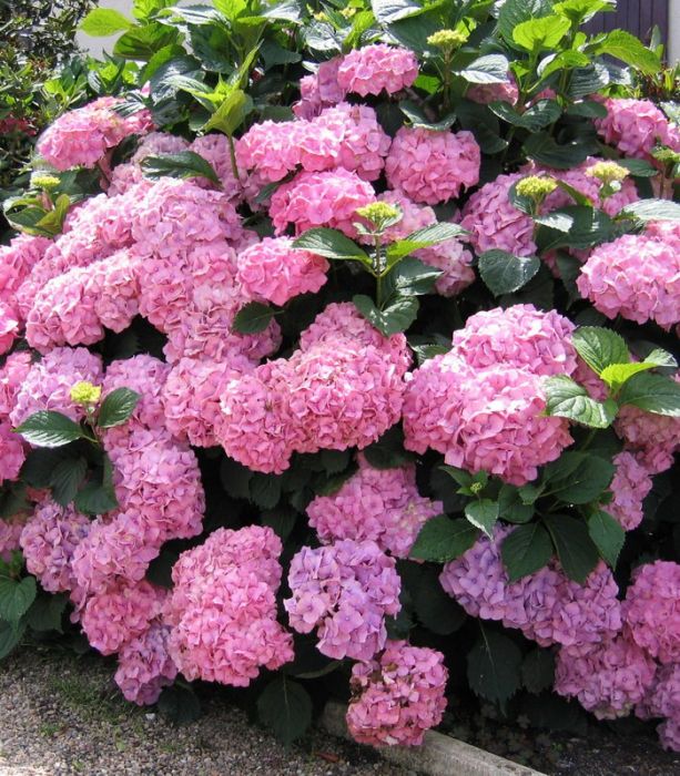 Hydrangea Macrophylla Bouquet Rose - Hortenzija