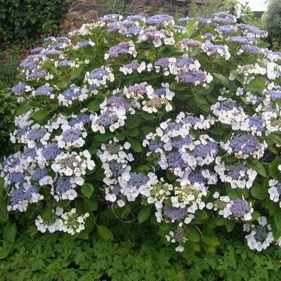 Hydrangea Macrophylla Libelle - Hortenzija