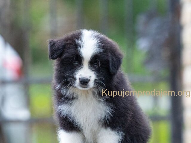 Border Collie Border Koli štenci