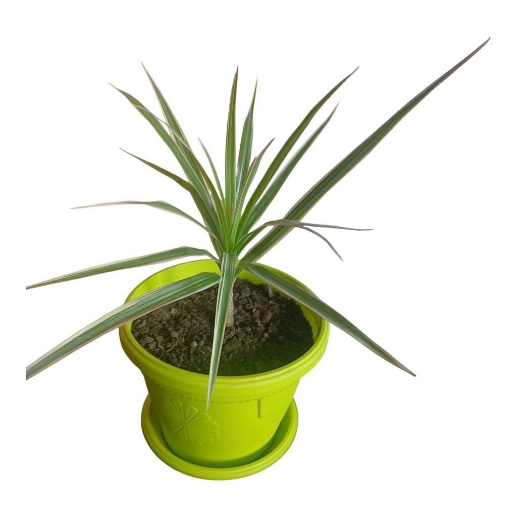Dracena marginata (zmajevac) u saksiji - Ukrasna sobna biljka sa