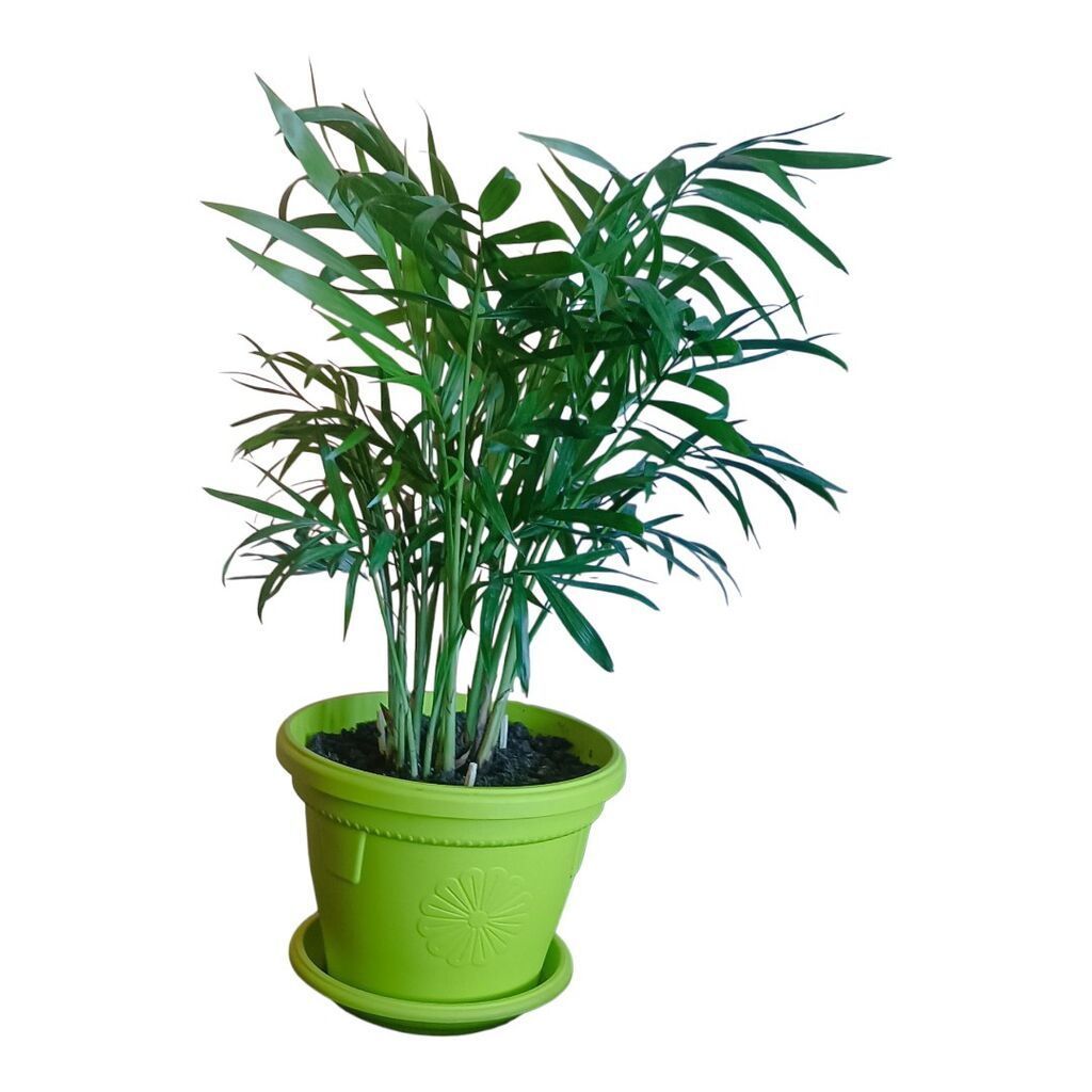 Sobna palma u saksiji – Chamaedorea elegans (parlor palm) - Ukrasna