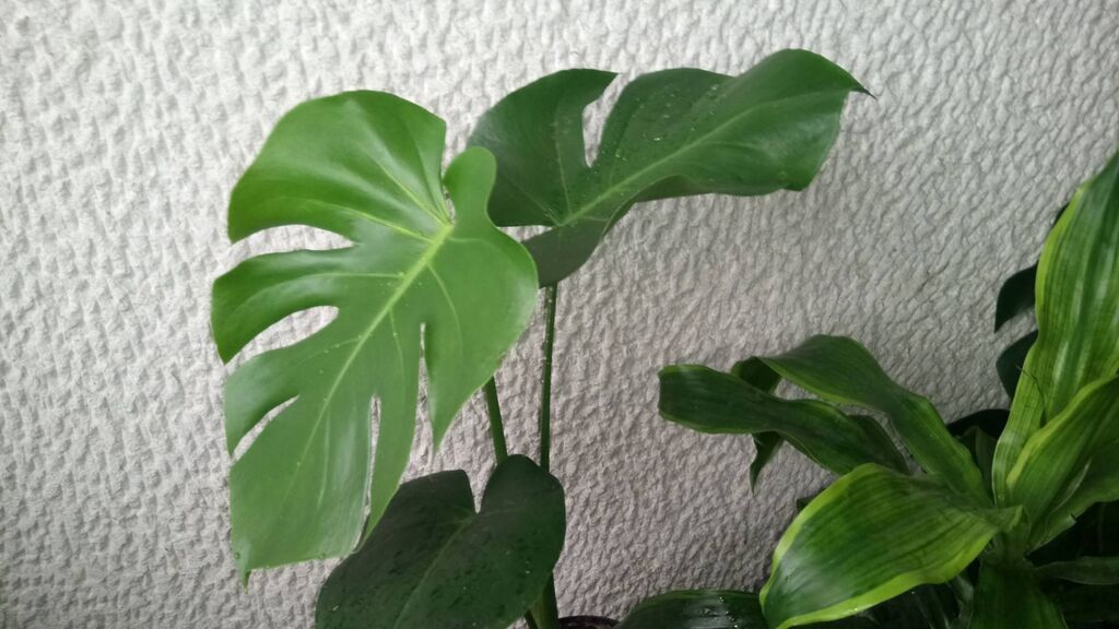 Filadendroni, Palme, Chlorophytum, Zamije, Yucca, Drvo Zivota