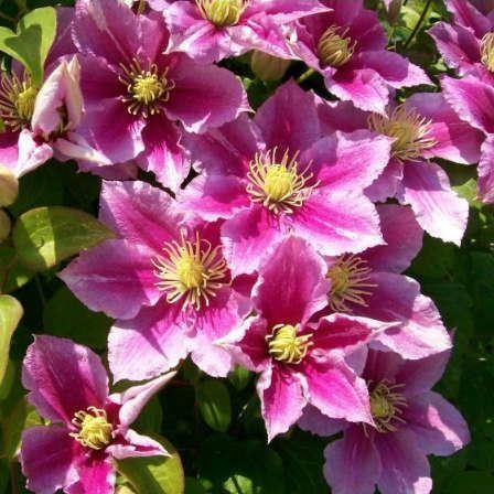 Clematis „Piilu“ veci