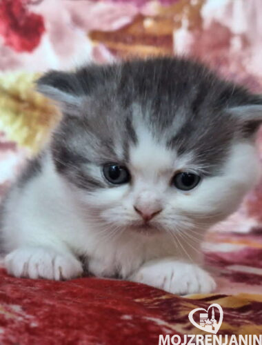 Britanski kratkodlaki mačići na prodaju