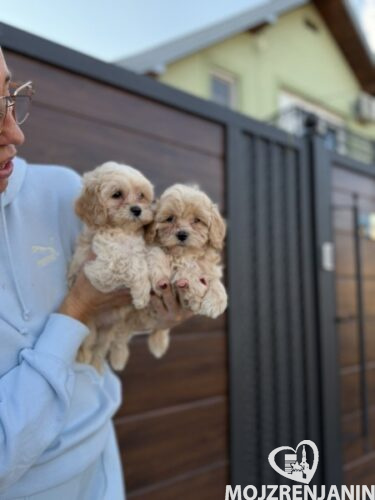 Maltipoo vrhunske genetike