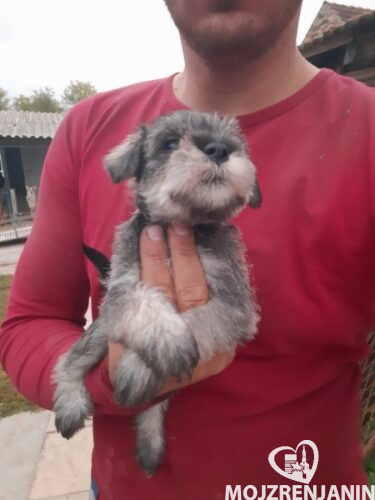 Patuljasti Snauceri Biber So
